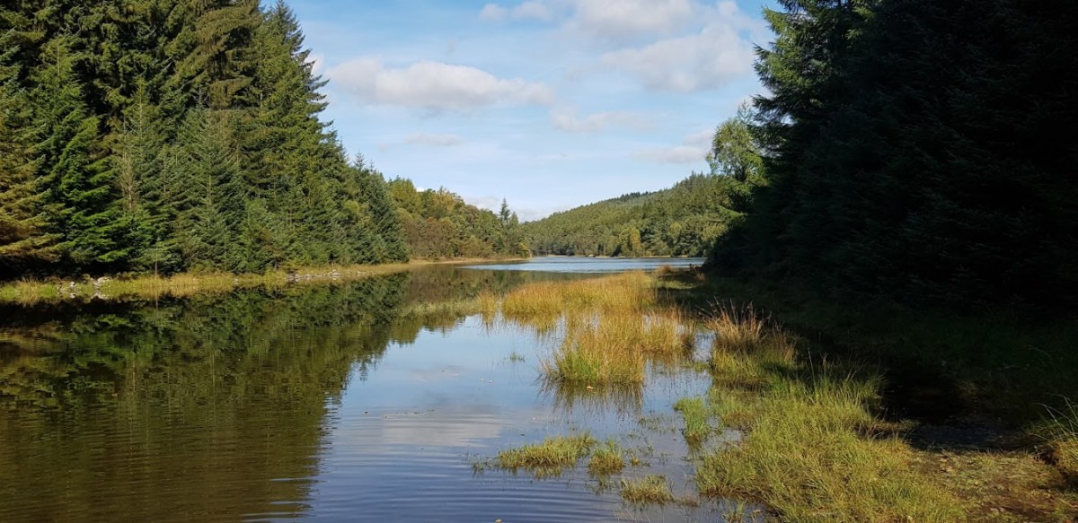 Llyn Parc and Coed Gwydir – Joe the Cocker's Hikes