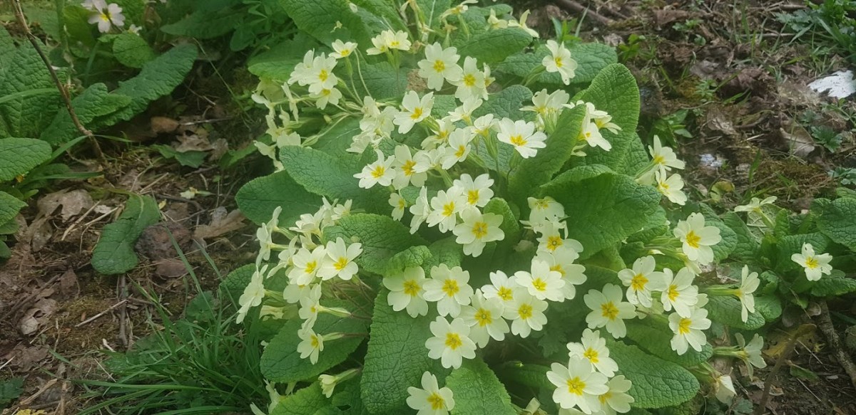 Wigg Island – Joe the Cocker's Hikes