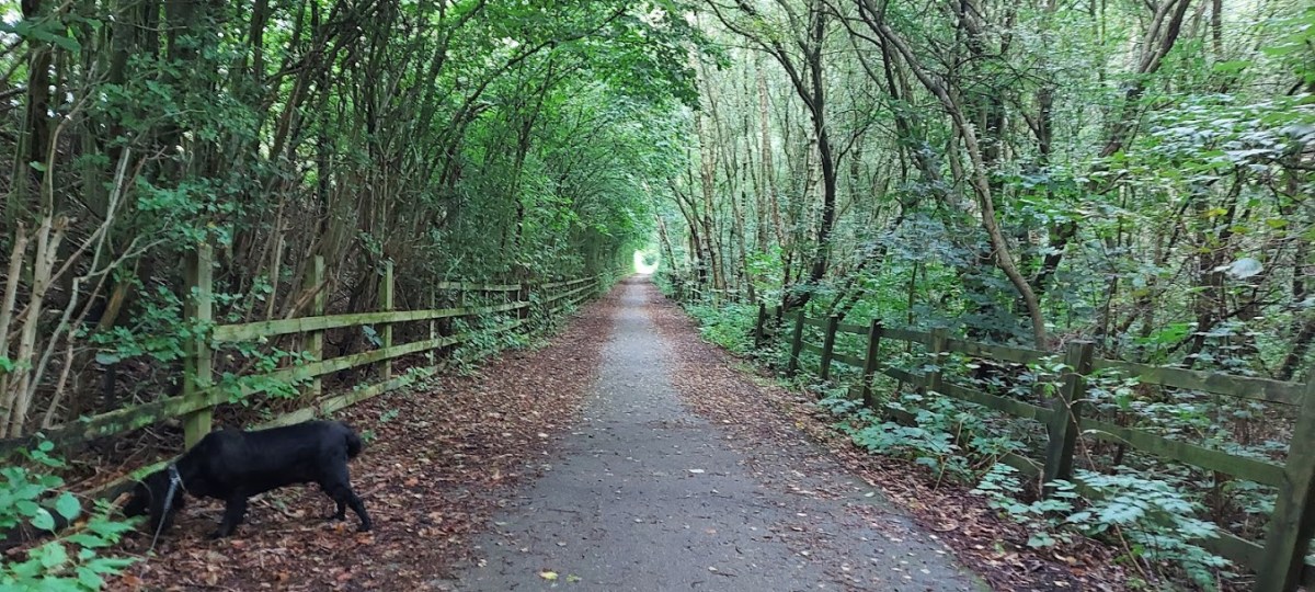 Runcorn Woodland – part 2 – Joe the Cocker's Hikes