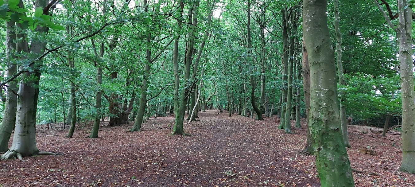 Runcorn Woodland – part 3 – Joe the Cocker's Hikes