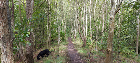 Collier’s Moss circuit – Joe the Cocker's Hikes