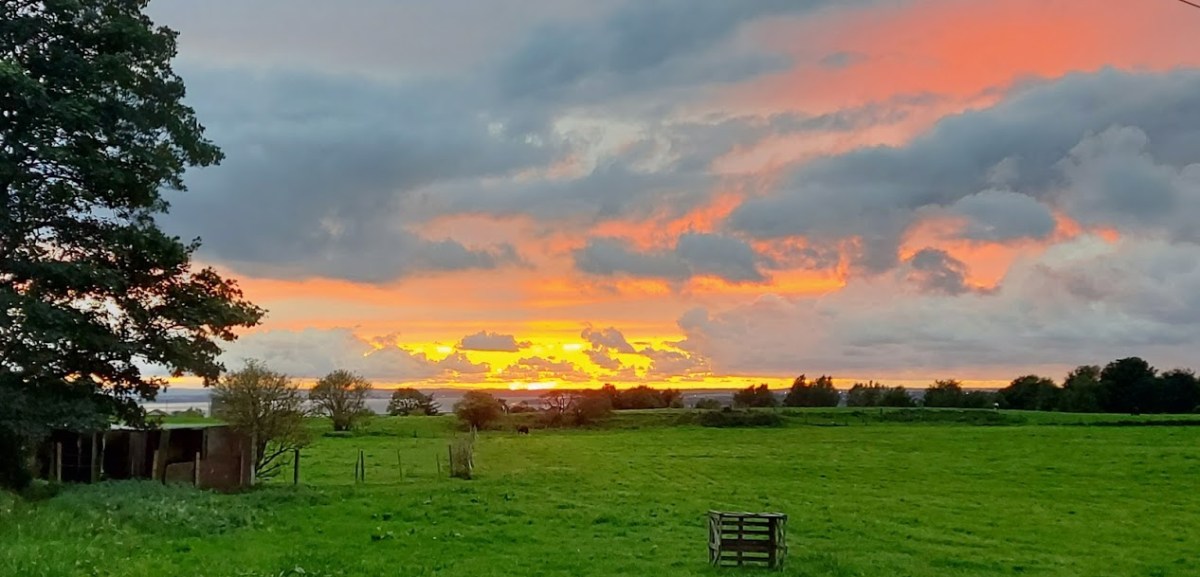 Runcorn Woodland – part 5 – Joe the Cocker's Hikes