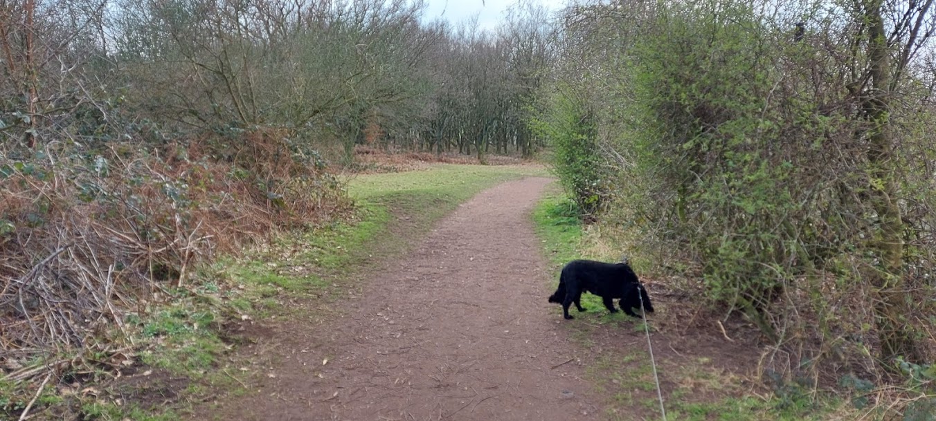 Pex Hill loop – Joe the Cocker's Hikes