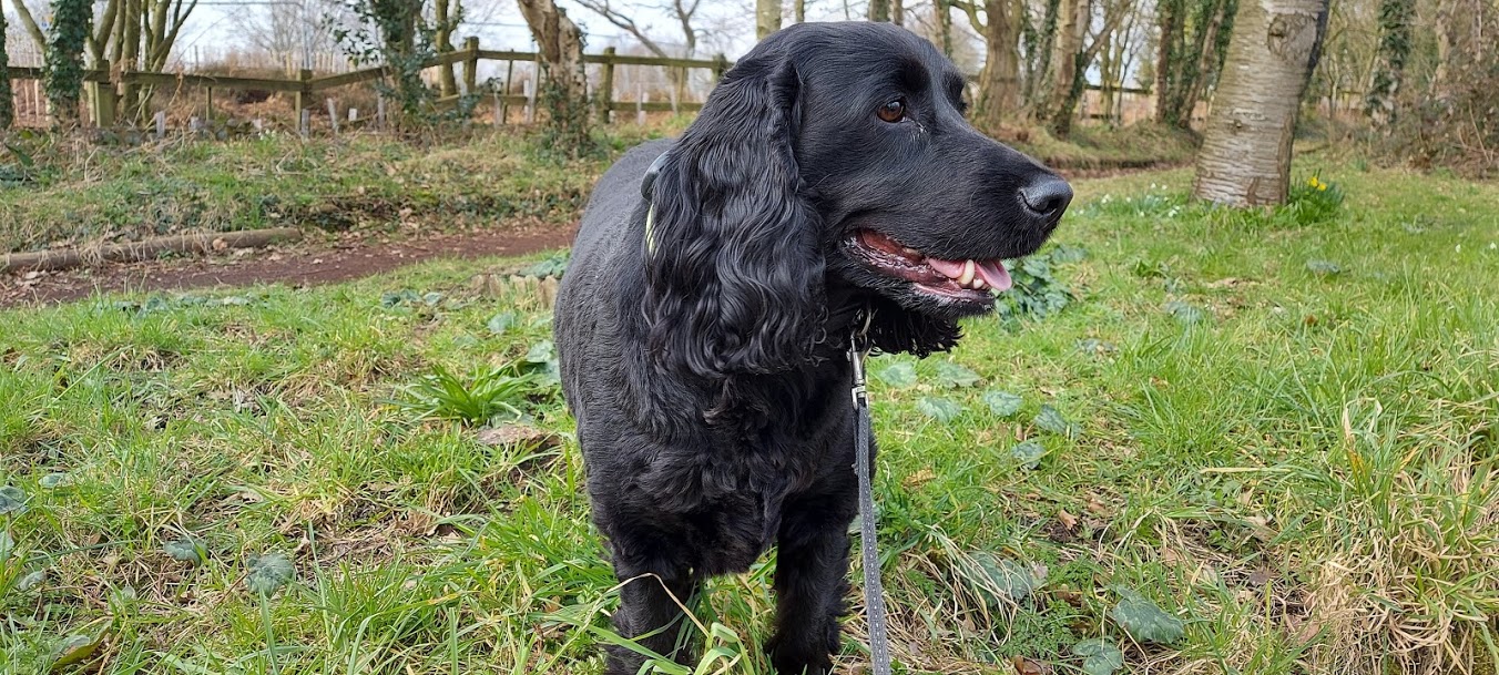 Pex Hill loop – Joe the Cocker's Hikes