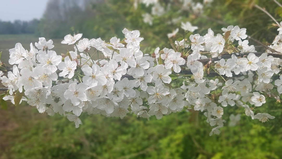 Runcorn walks – Joe the Cocker's Hikes